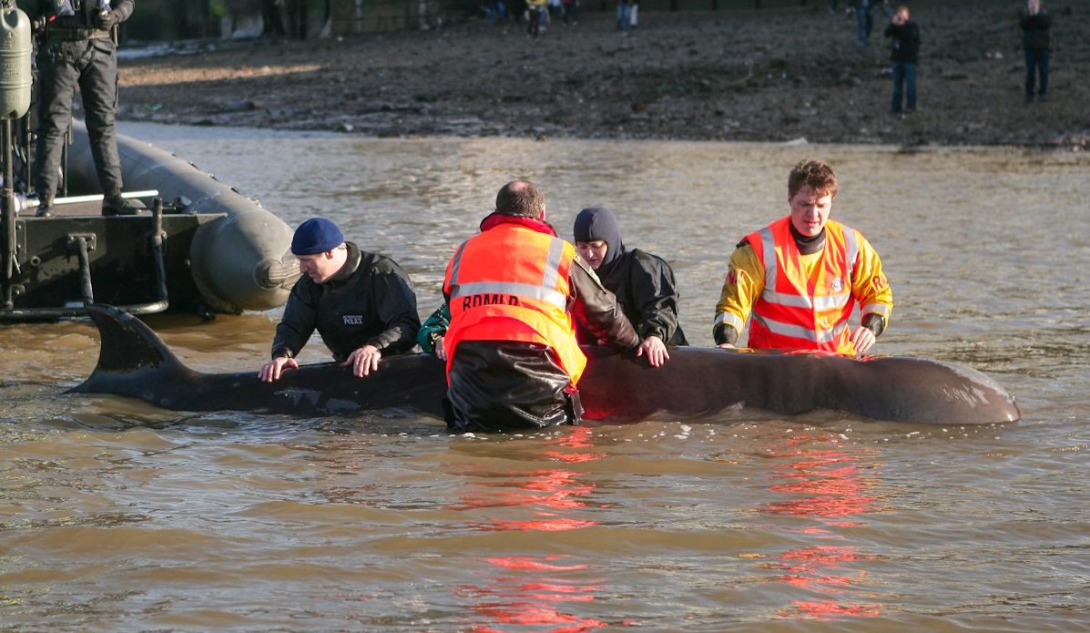 The Thames Whale: 20 Years On - British Divers Marine Life Rescue