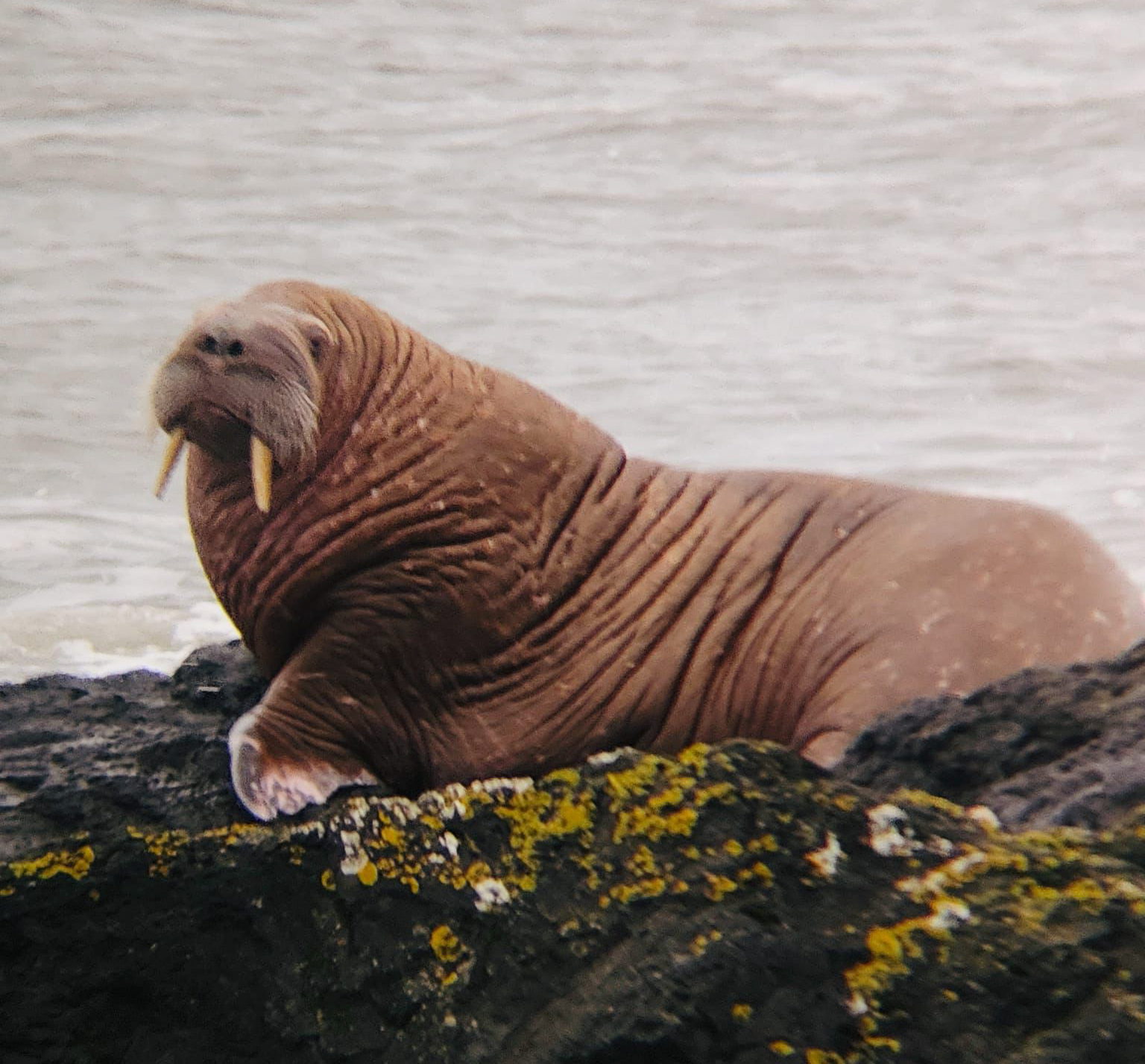 Walrus seen in East Scotland - British Divers Marine Life Rescue
