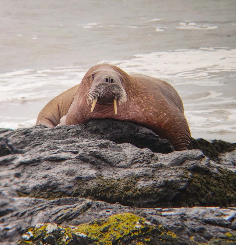 Walrus seen in East Scotland - British Divers Marine Life Rescue